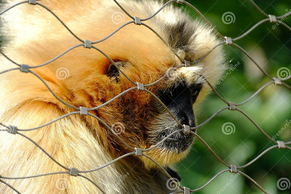 At the Zoo, a Monkey Asking for Help Stock Photo - Image of facial ...