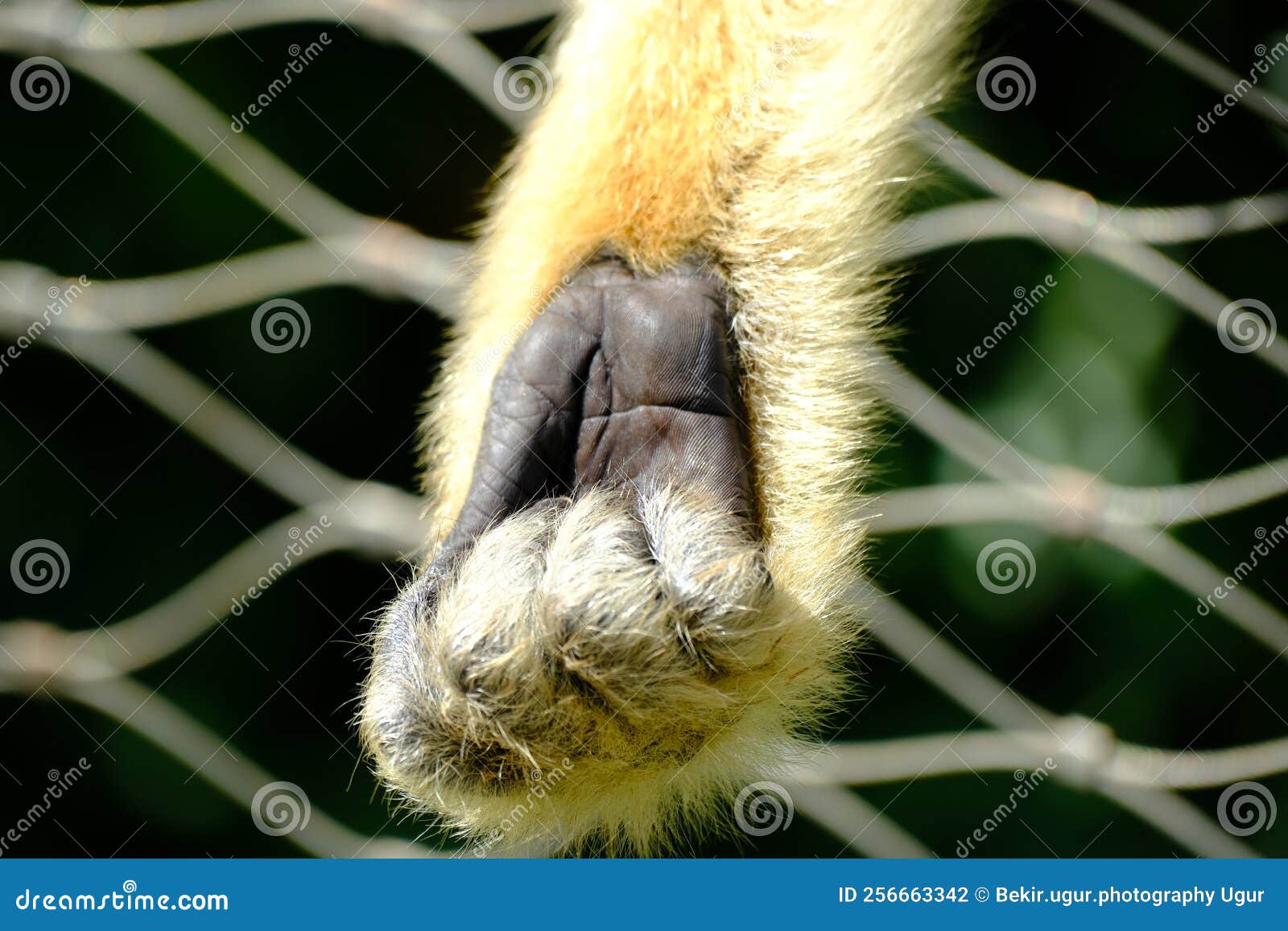 At the Zoo, a Monkey Asking for Help Stock Photo - Image of africa ...