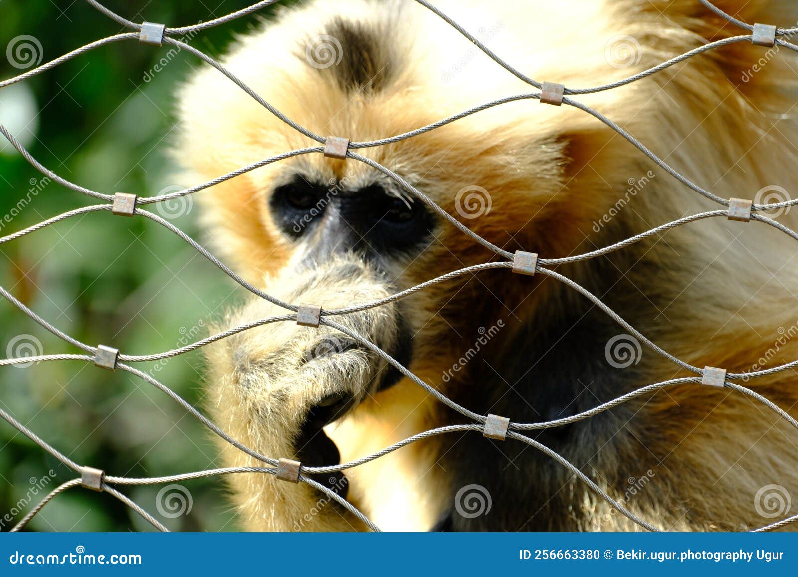 At the Zoo, a Monkey Asking for Help Stock Photo - Image of africa ... At the Zoo, a Monkey Asking for Help Stock Photo - Image of africa ...