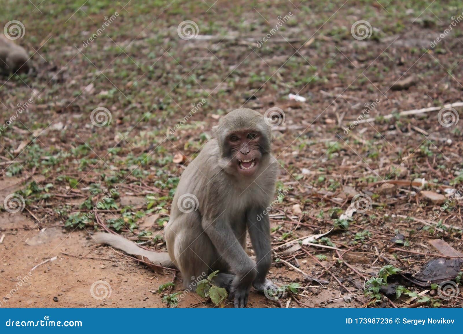 Zoo Monkey Sitting on a Chain Serious Look Stock Photo - Image of green ...