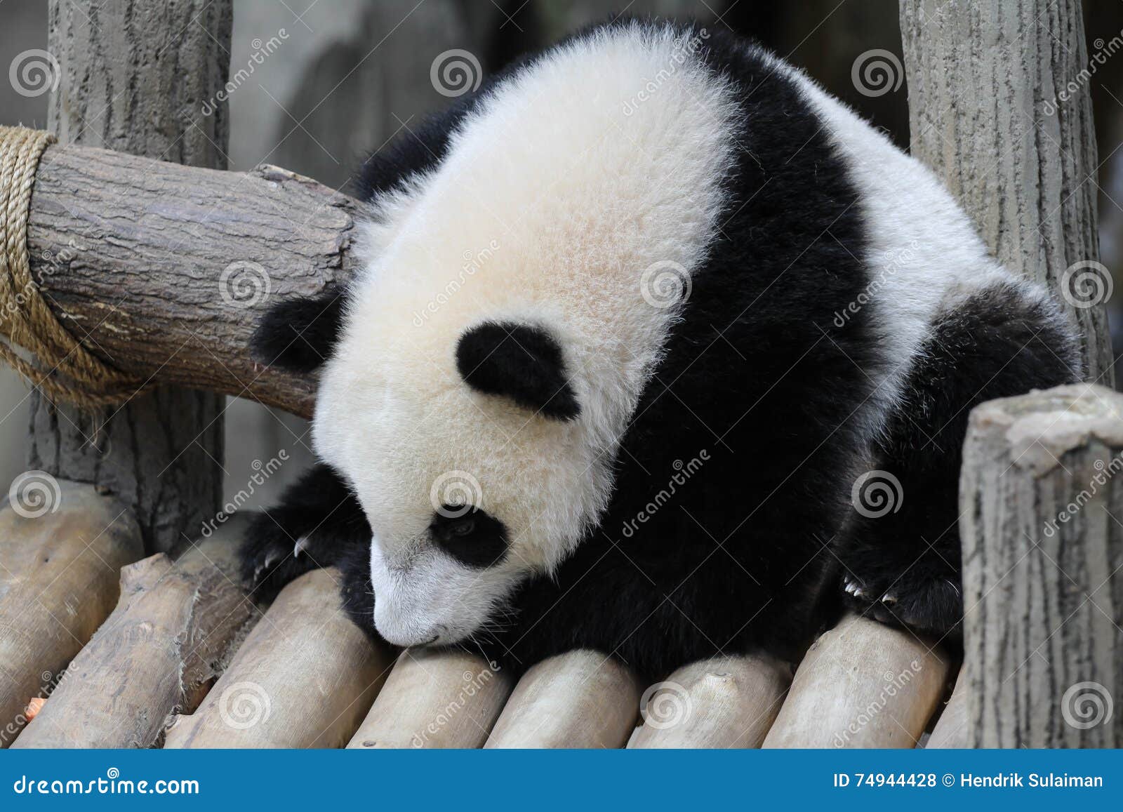 Zoo negara panda resting stock photo. Image of wildlife - 74944428