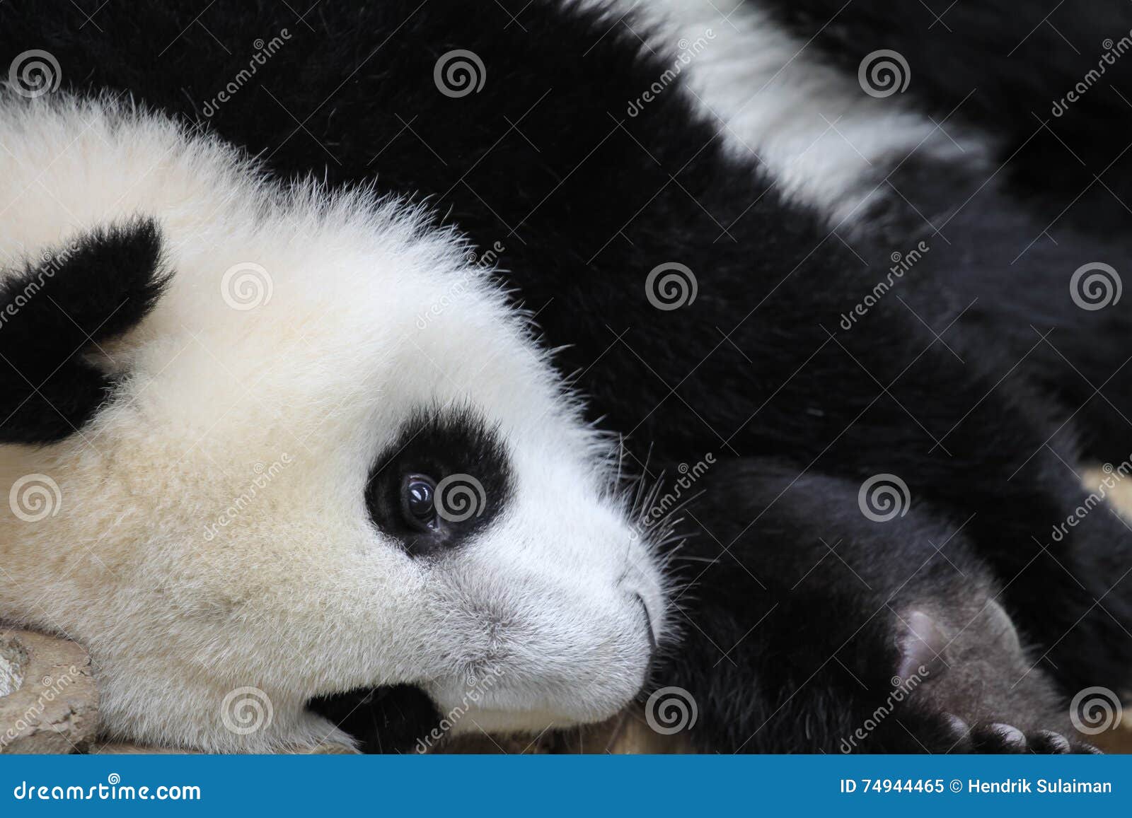 Zoo negara panda resting stock image. Image of panda - 74944465