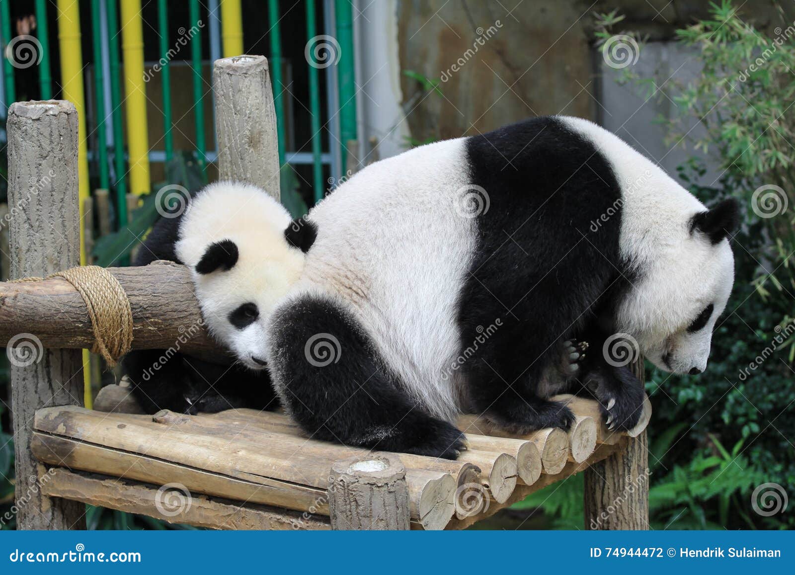 Zoo negara panda resting stock photo. Image of nature - 74944472