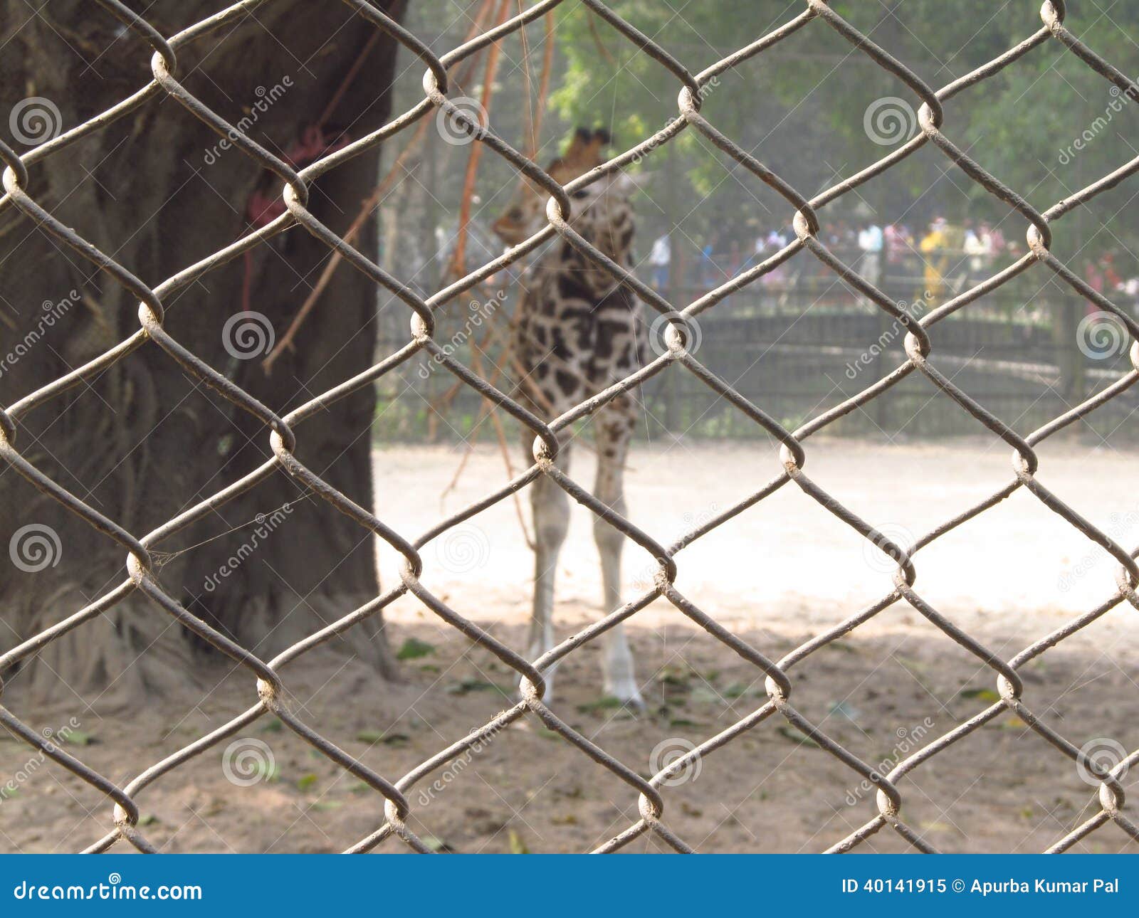 Zoo net stock image. Image of boundary, place, sanctuary - 40141915