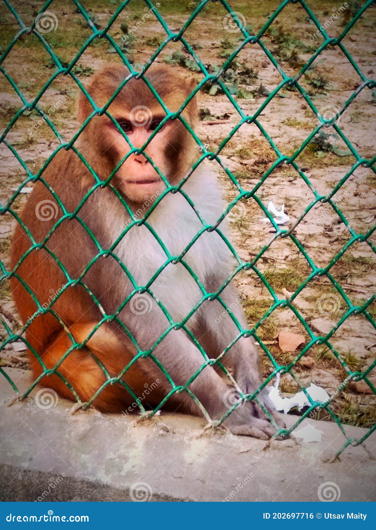 Zoo nice monkey stock photo. Image of savanna, beide - 202697716