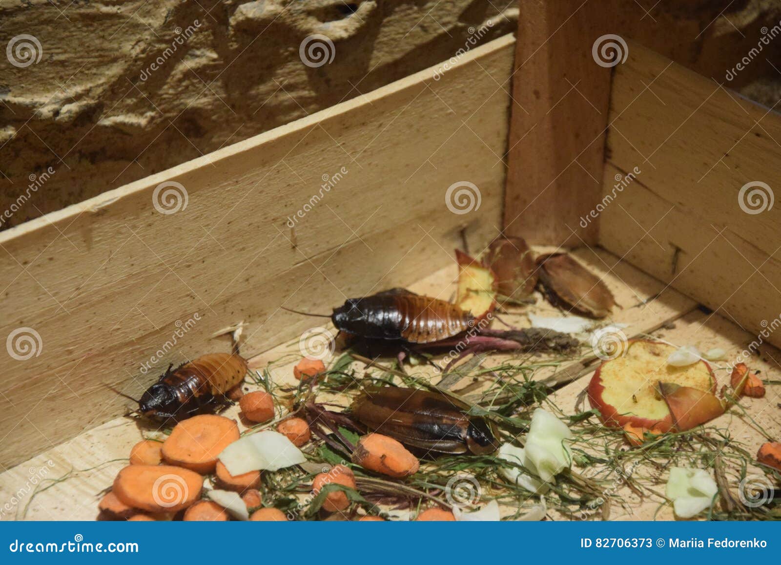 Madagascar Cockroach, Macro. Gromphadorhina Portentosa A Species Of ...