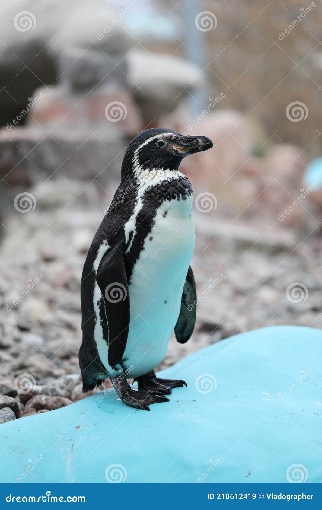 Zoo Penguin Vertical stock image. Image of demersus - 210612419