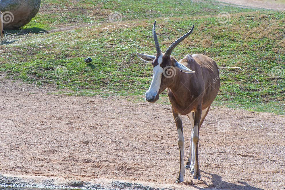 In the zoo stock image. Image of animal, horn, rapid - 56183441