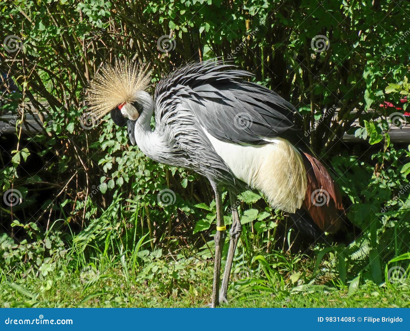 Zoo Servion and Tropiquarium of Servion - 2017 Stock Image - Image of ...