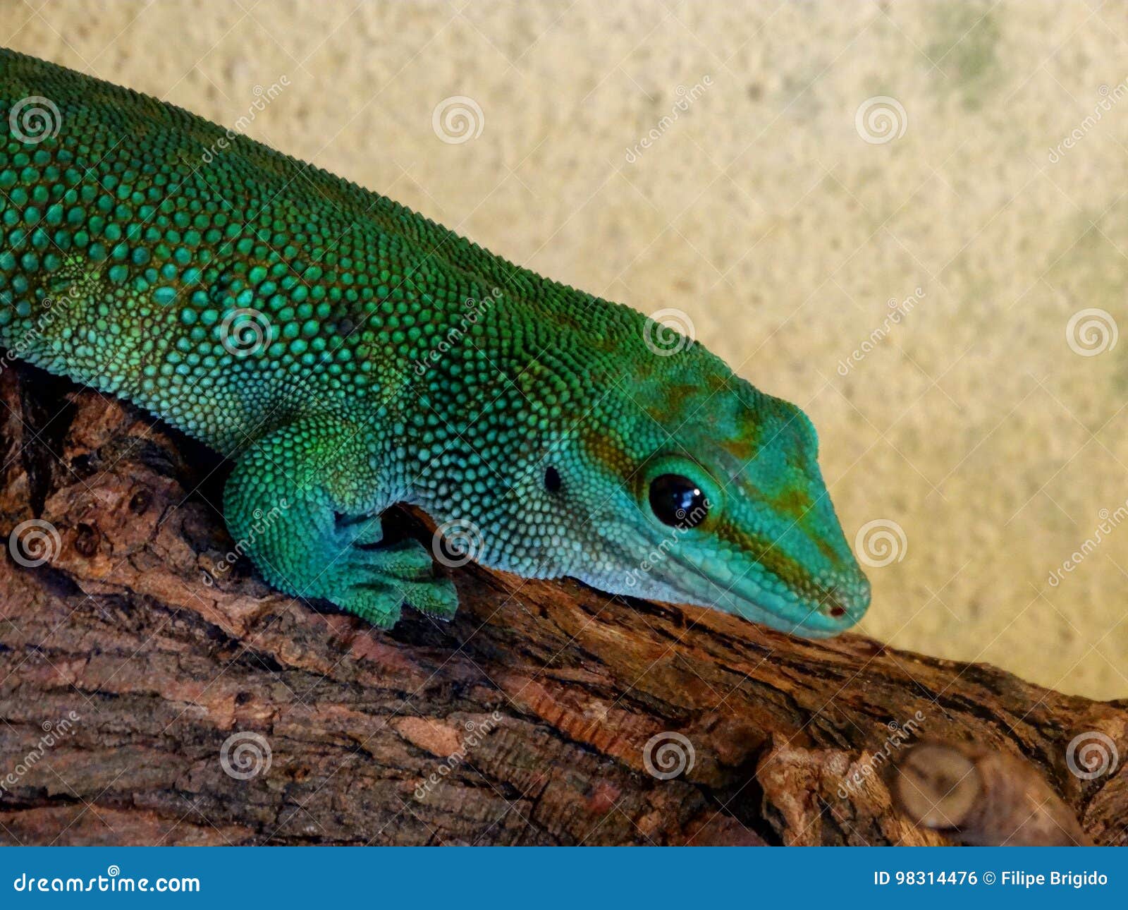 Zoo Servion and Tropiquarium of Servion - 2017 Editorial Photo - Image ...