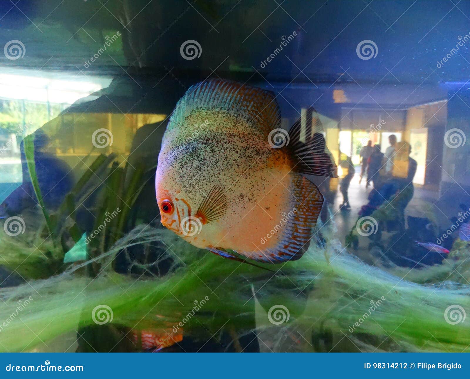 Zoo Servion and Tropiquarium of Servion - 2017 Stock Photo - Image of ...