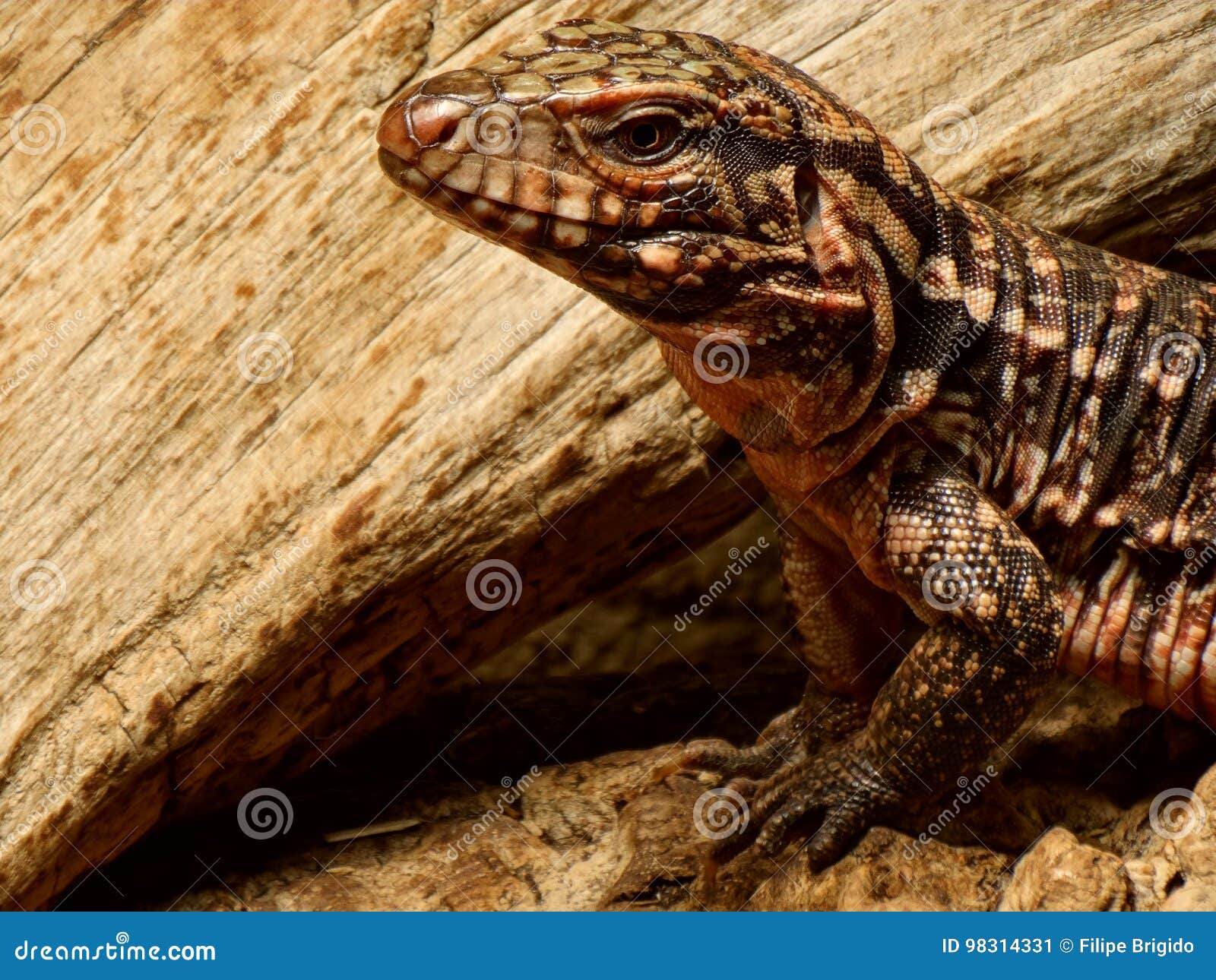 Zoo Servion and Tropiquarium of Servion - 2017 Stock Image - Image of ...