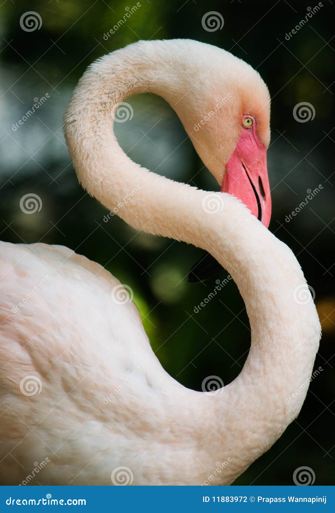 White Flamingo Royalty-Free Stock Photography | CartoonDealer.com #15145733