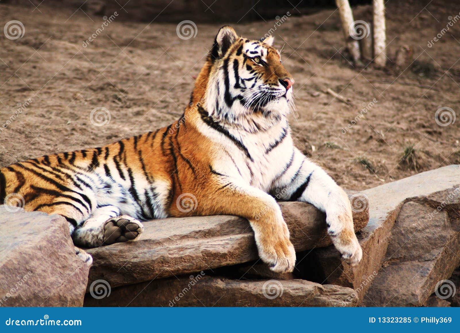 Zoo tiger stock image. Image of orange, tiger, stare - 13323285