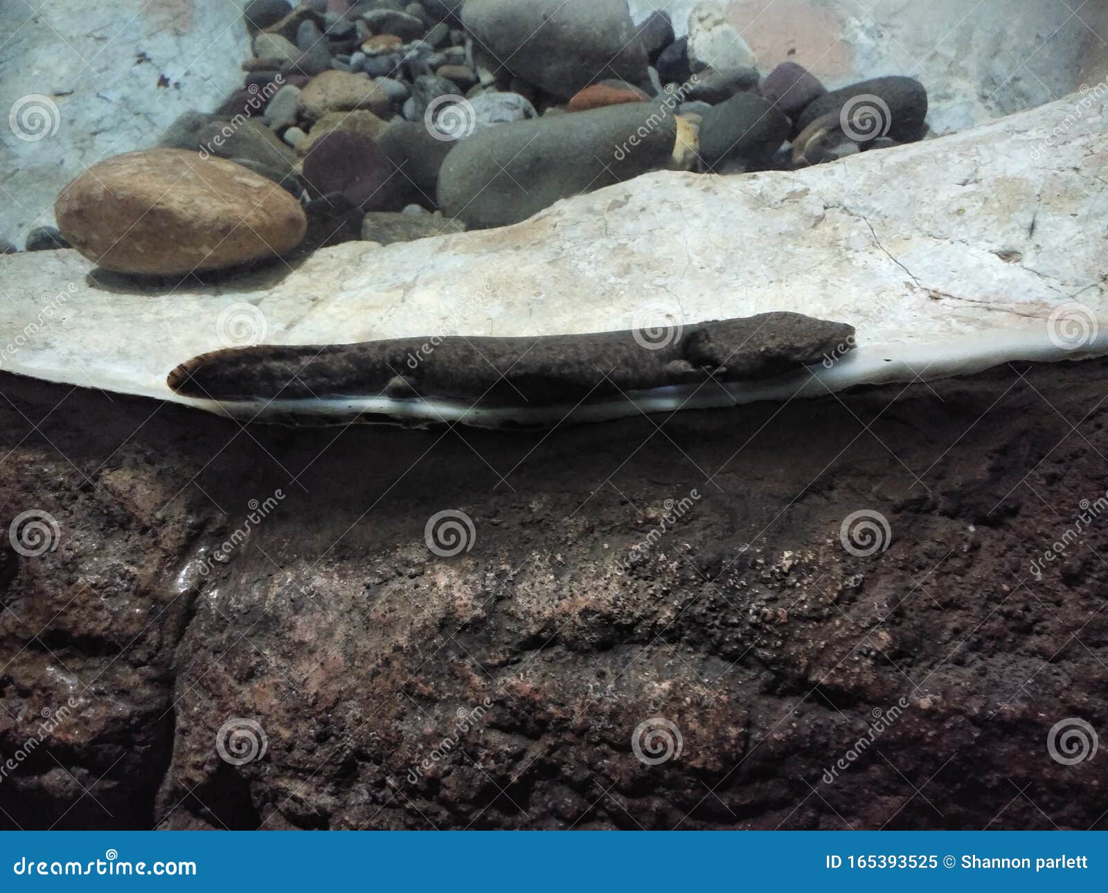 Zoo Turtle Display Fun Nature Stock Image - Image of turtle, display ...