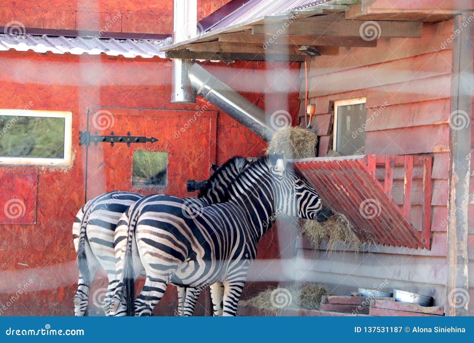 In the zoo, two zebras eat stock image. Image of landscape - 137531187