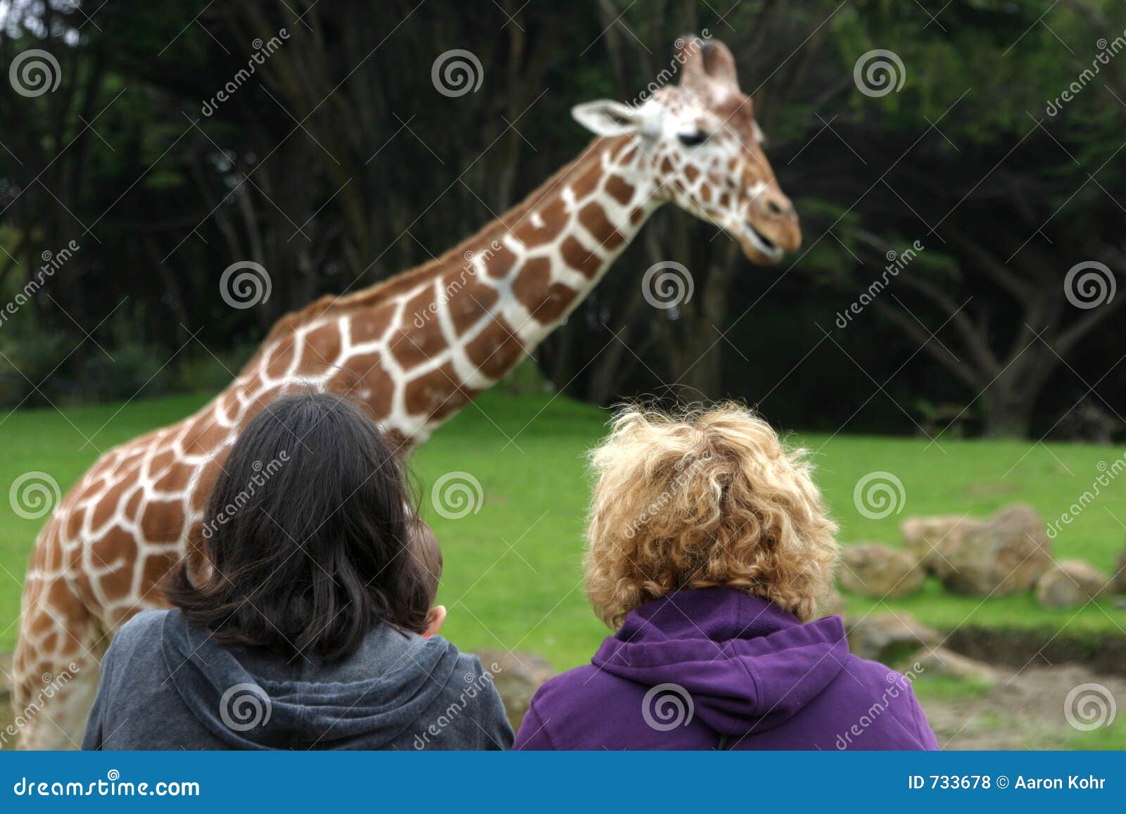 Zoo View stock photo. Image of giraffe, long, outing, park - 733678