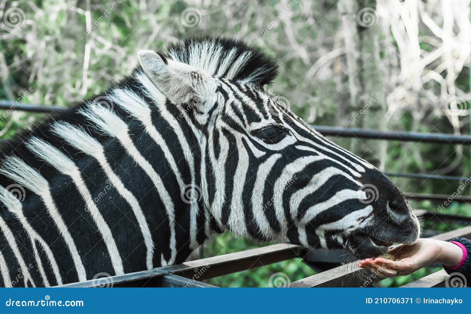 Zoo Visitors Hand Food To the Zebra Stock Image - Image of portrait ...