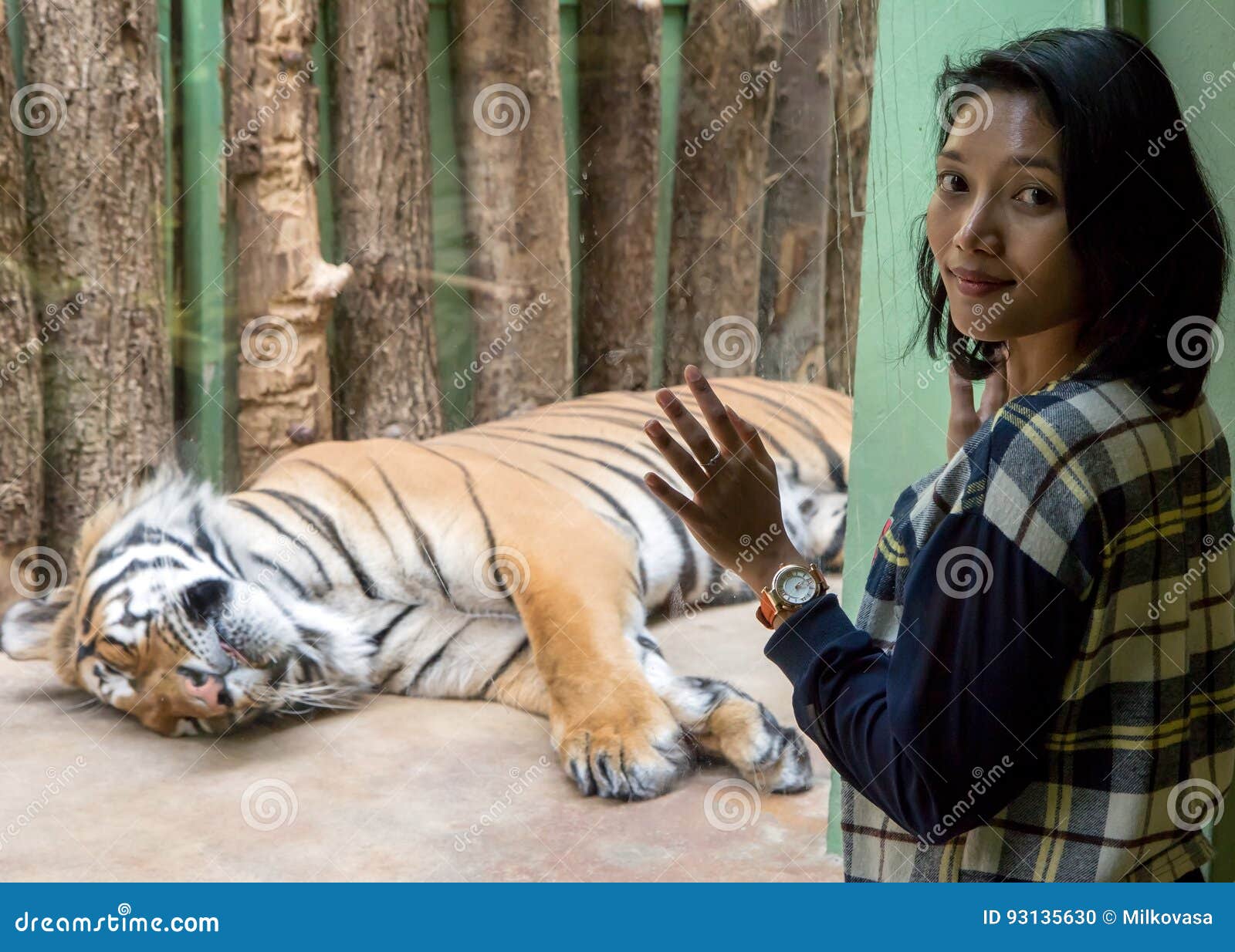 Zoo Visitors Watching a Tiger Stock Photo - Image of relax, hair: 93135630