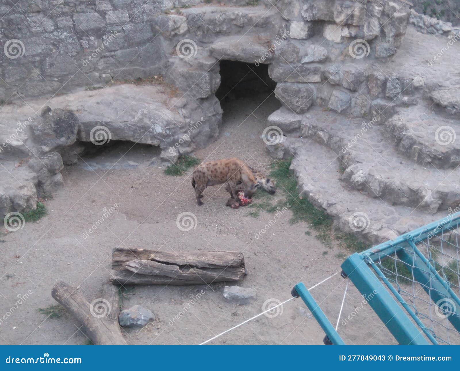 Zoo walk stock image. Image of animals, timee, walk - 277049043