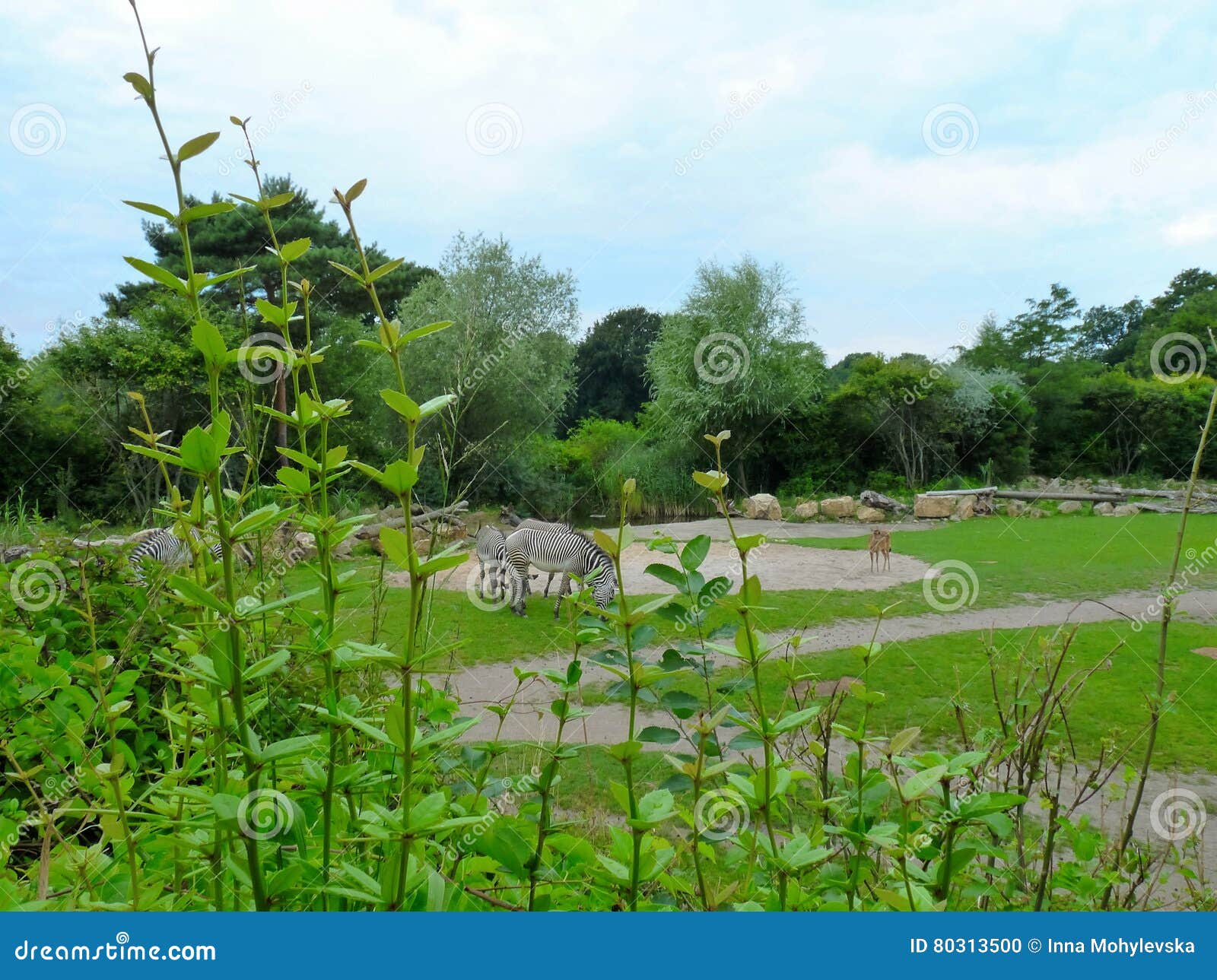 Zoo stock photo. Image of animals, green, grass, landscape - 80313500
