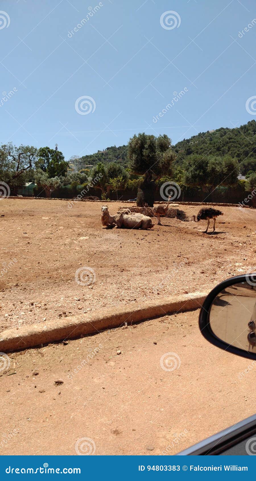 Zoo stock image. Image of zebra, camel, open - 94803383