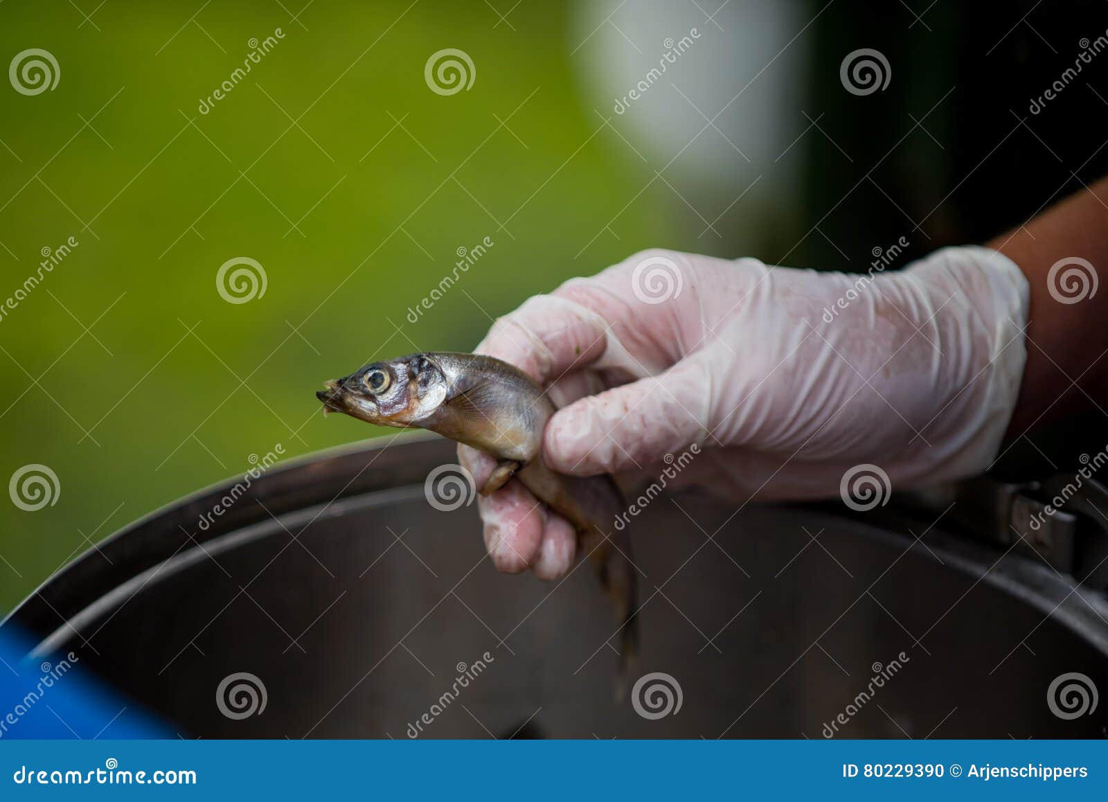 Zookeeper Feeding Animals Fish Stock Photo - Image of feathered ...
