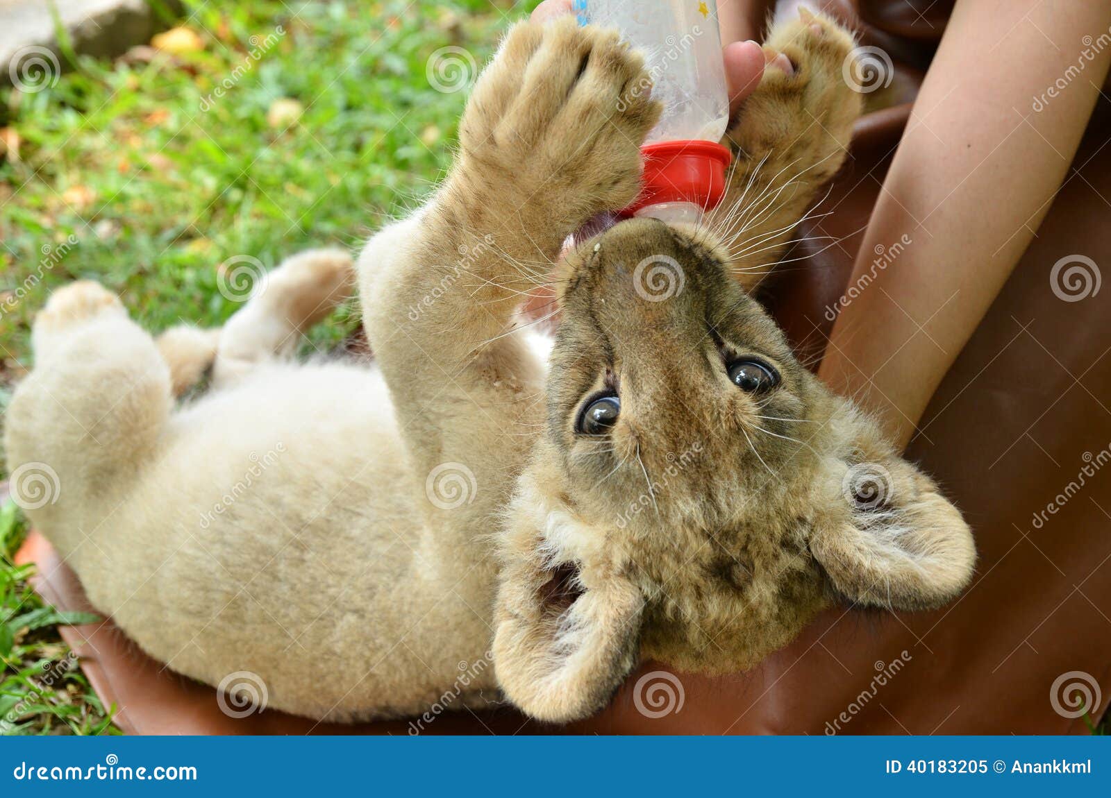 Zookeeper Feeding Baby Lion Stock Image - Image of eating, wild: 40183205