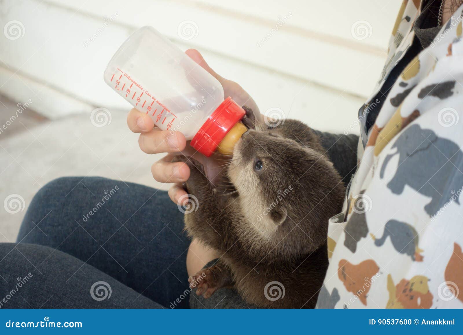 Zookeeper Feeding Baby Otter Stock Photo - Image of women, furry: 90537600