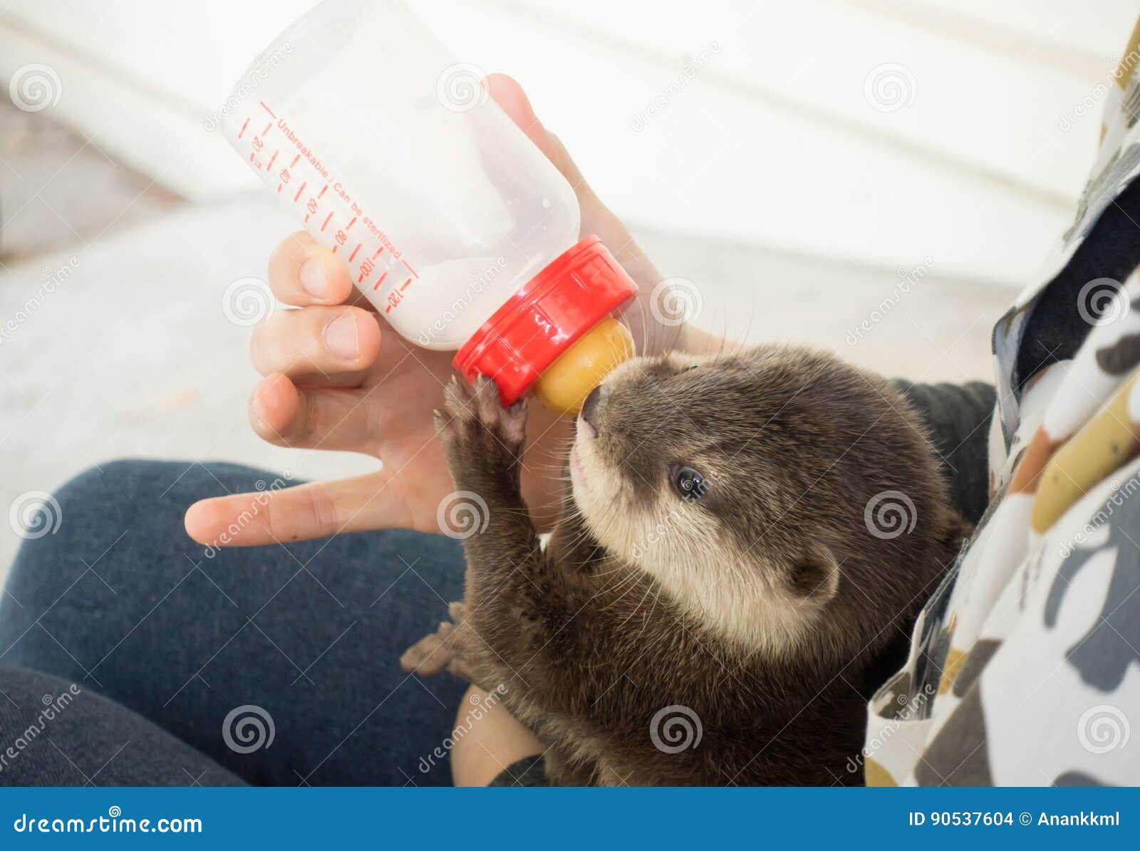 Zookeeper Feeding Baby Otter Stock Photo - Image of suck, care: 90537604