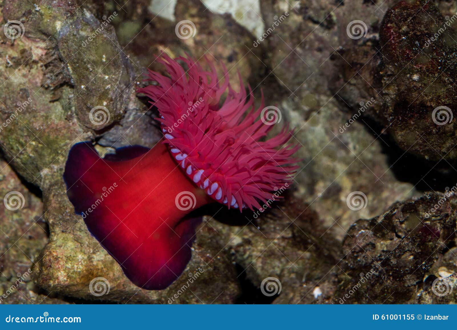Zool Sea Anemone Actinia Equina Stock Image - Image of channel ...