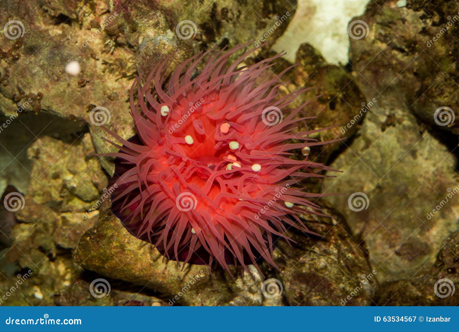 Zool Sea Anemone Actinia Equina Stock Image - Image of diving, fish ...