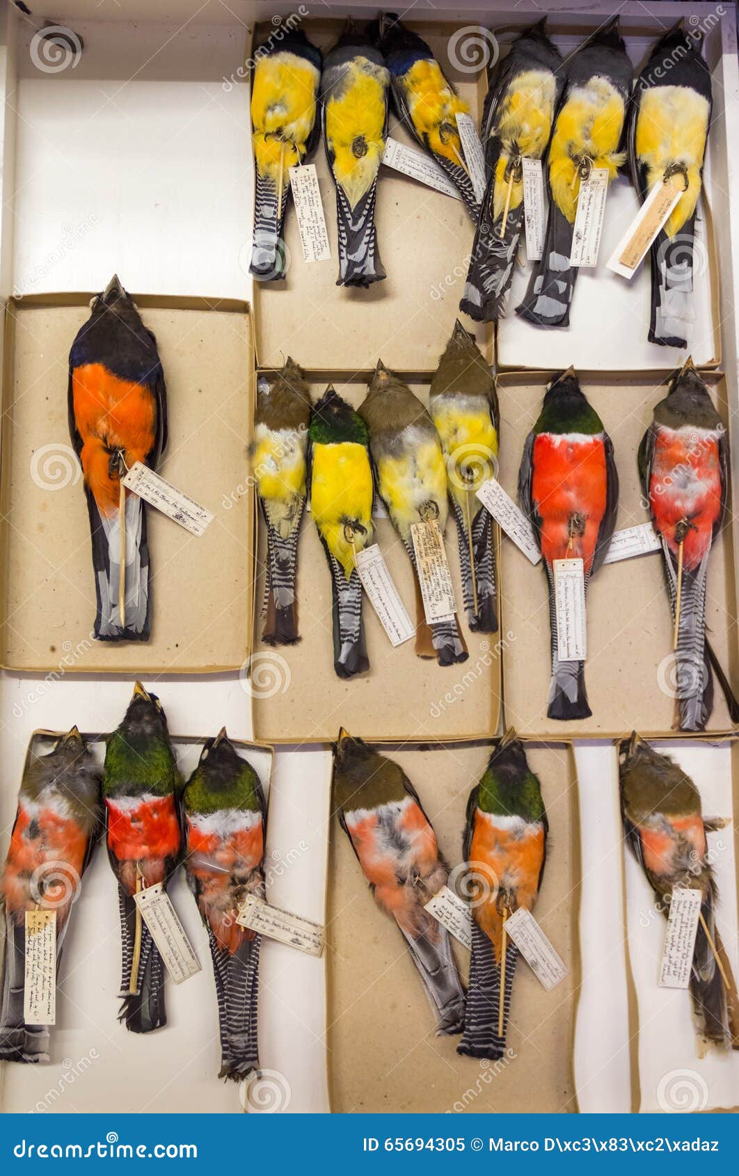 Zoology Collection, Preserved Birds for Research and Education ...