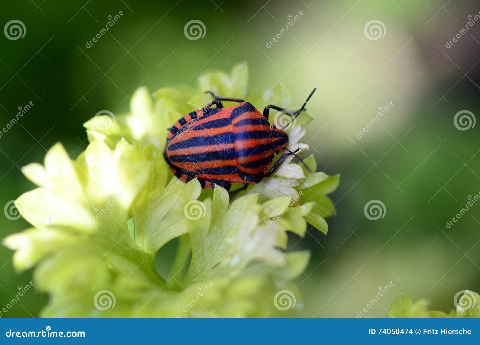 Zoology, Insect stock photo. Image of insect, string - 74050474