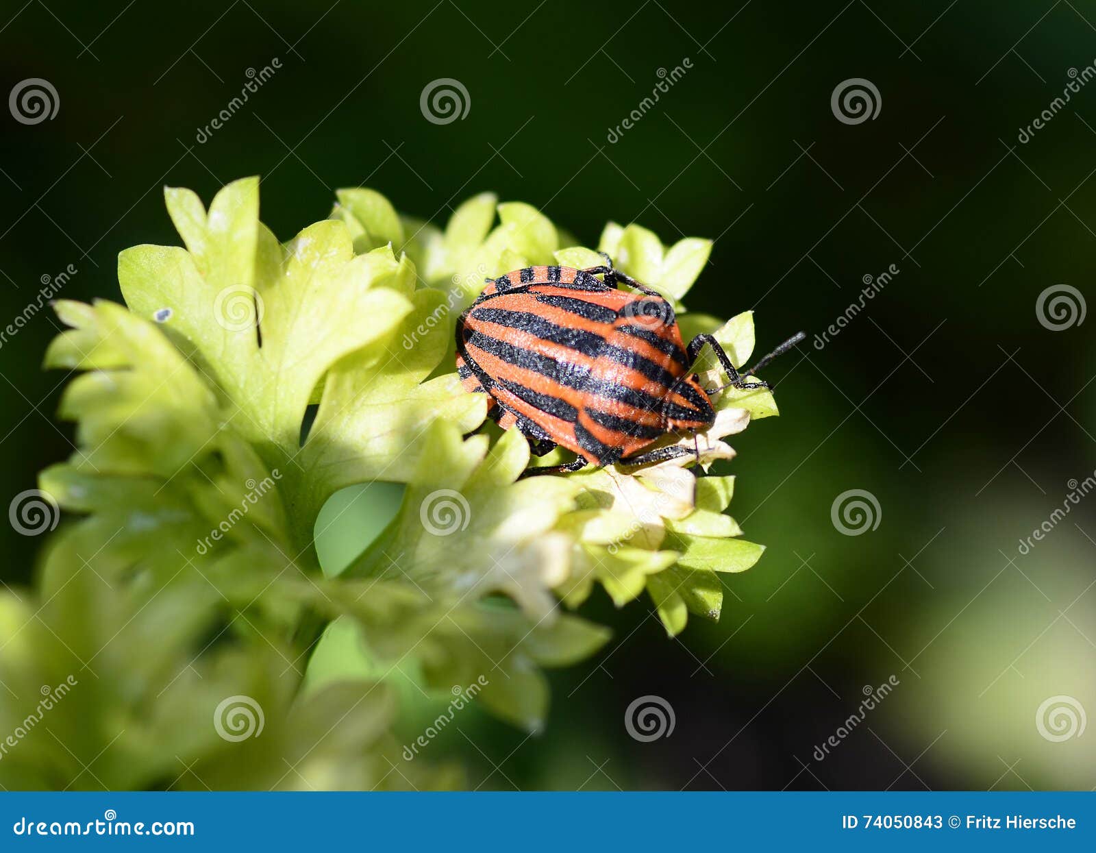 Zoology, Insect stock image. Image of string, beetle - 74050843