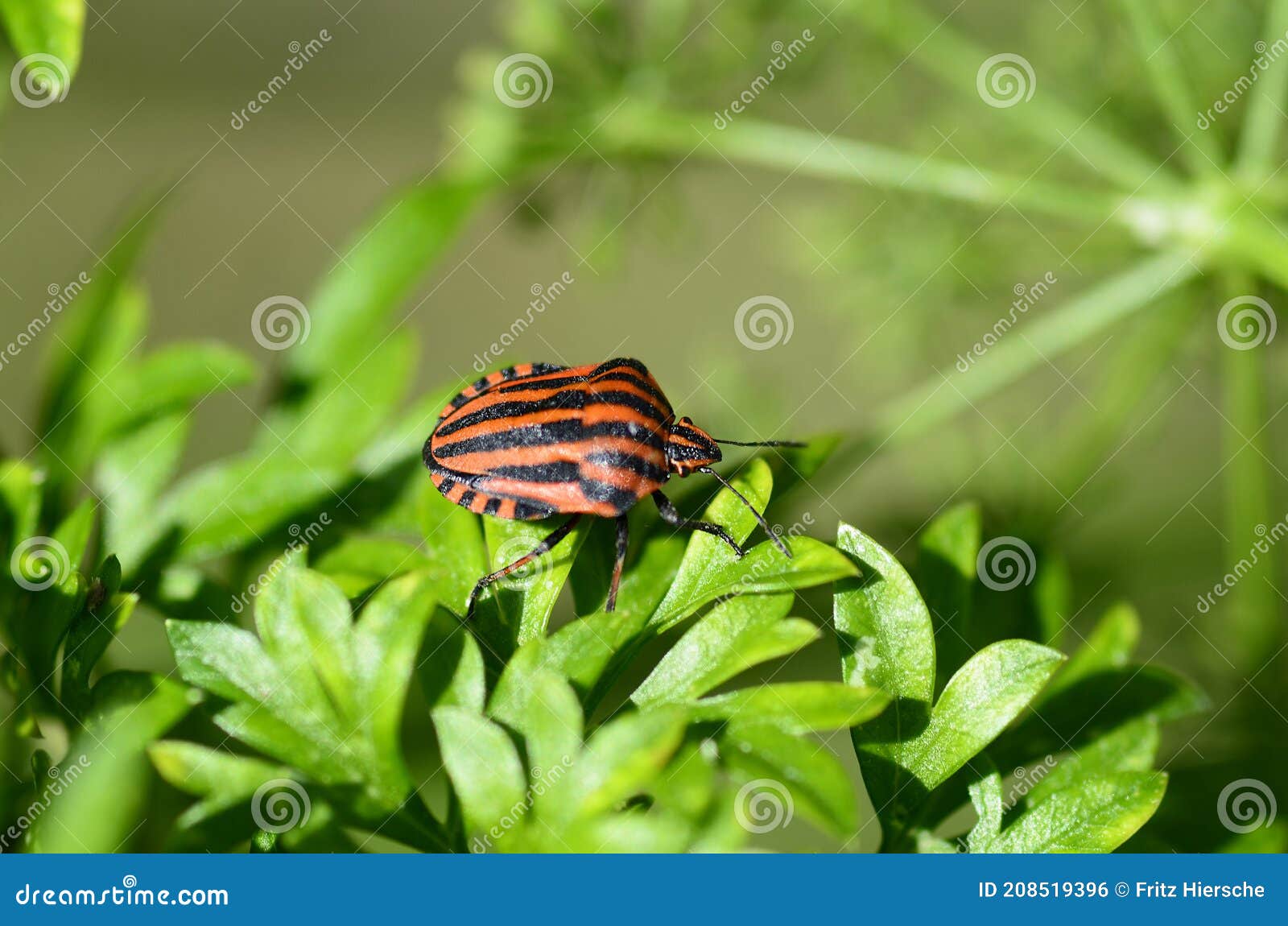 Zoology, Insects, Bug stock photo. Image of graphosoma - 208519396