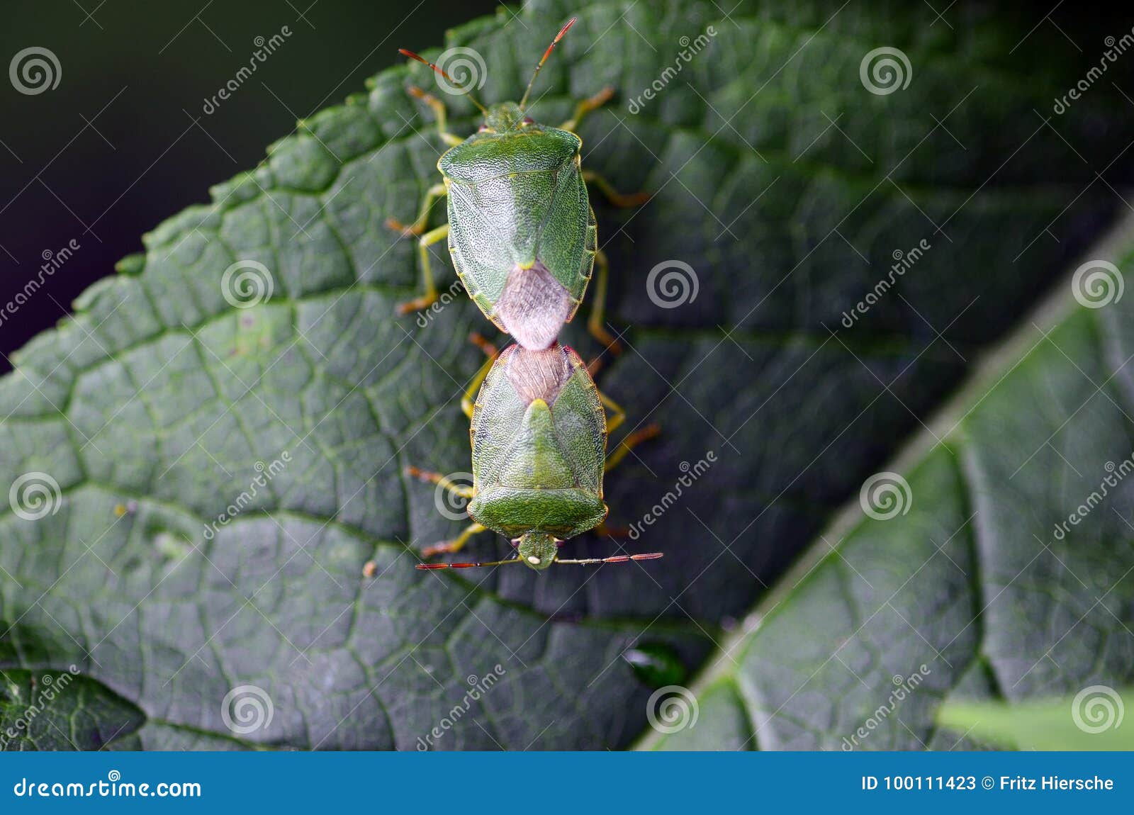 Zoology, Insects stock image. Image of animal, insect - 100111423