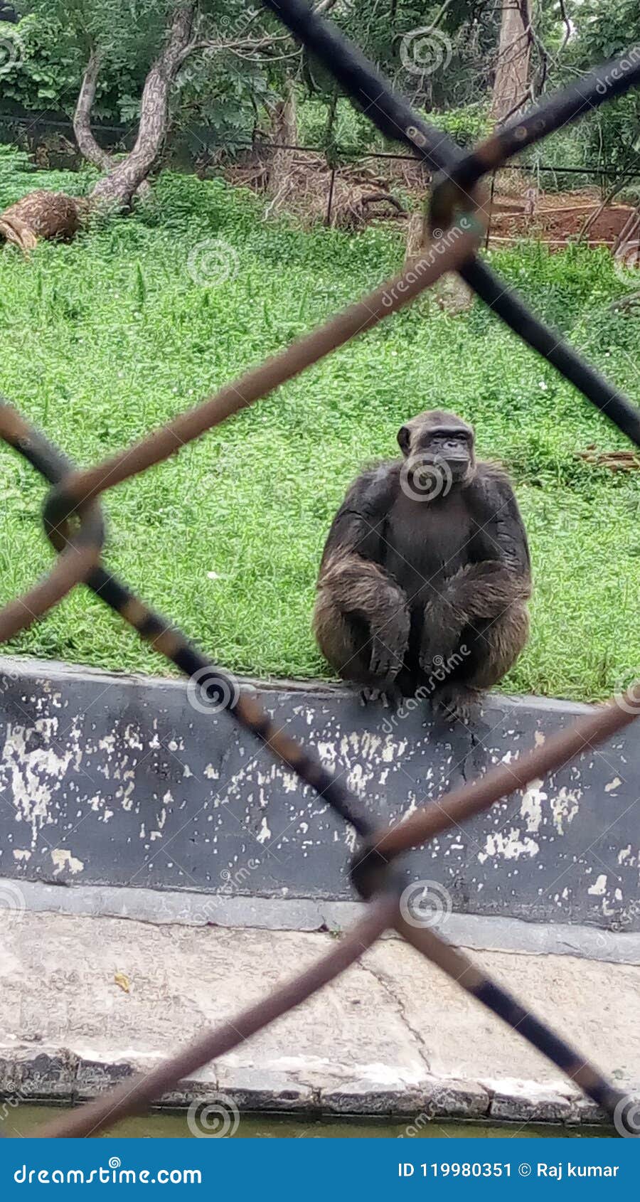 Monkey Photoshoot Photos - Free & Royalty-Free Stock Photos from Dreamstime