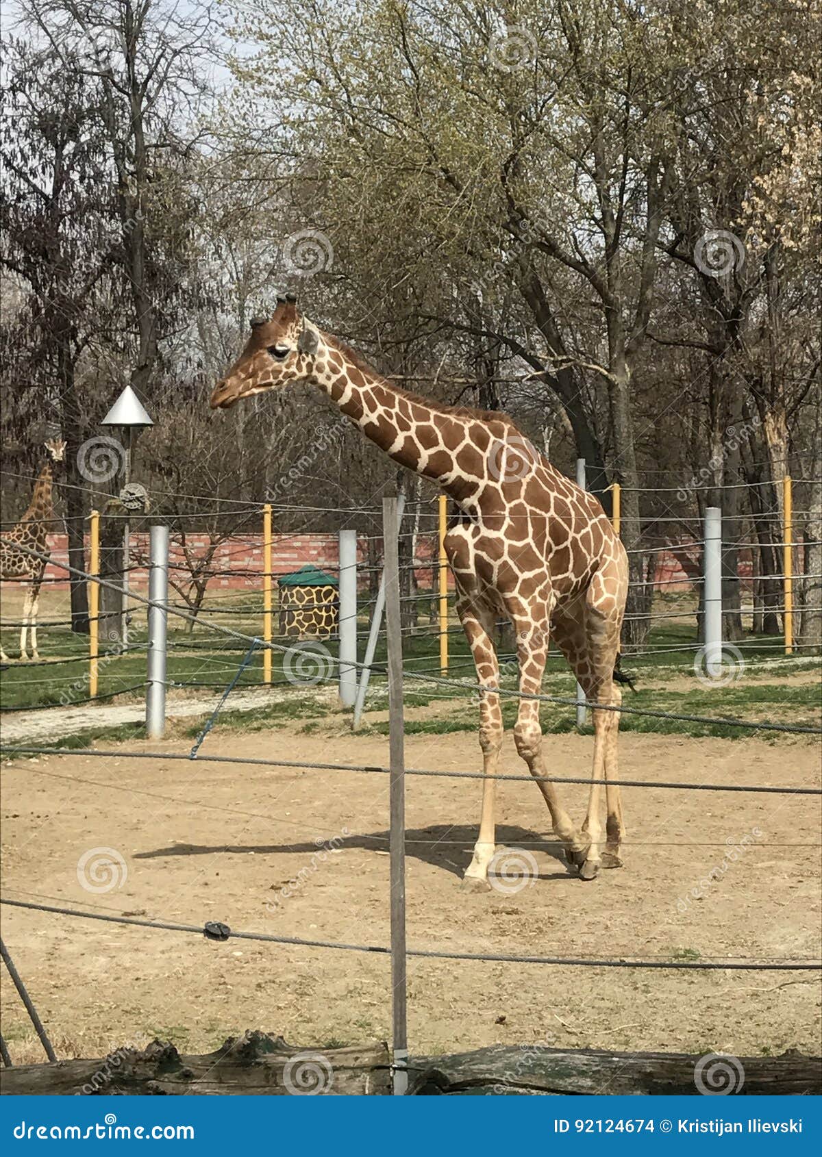 Zooloska stock photo. Image of odenje, zooloska, sonce - 92124674