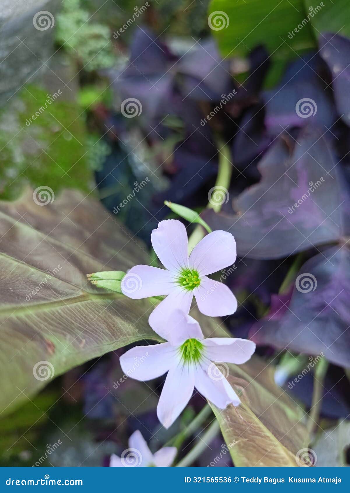 Beautiful Pure Turquoise Lake Water - Perfect For A Cool Background ...