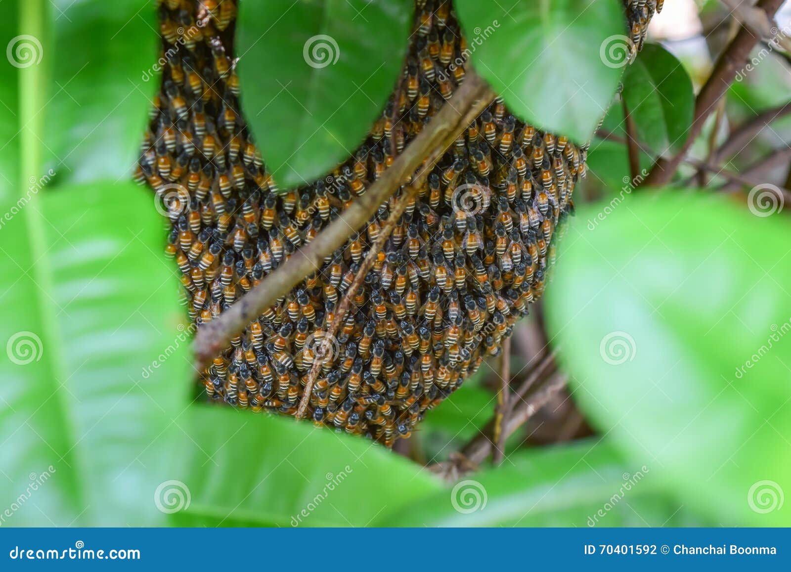 Zoom Beehive with Crowd Bees Stock Photo - Image of natural, tree: 70401592