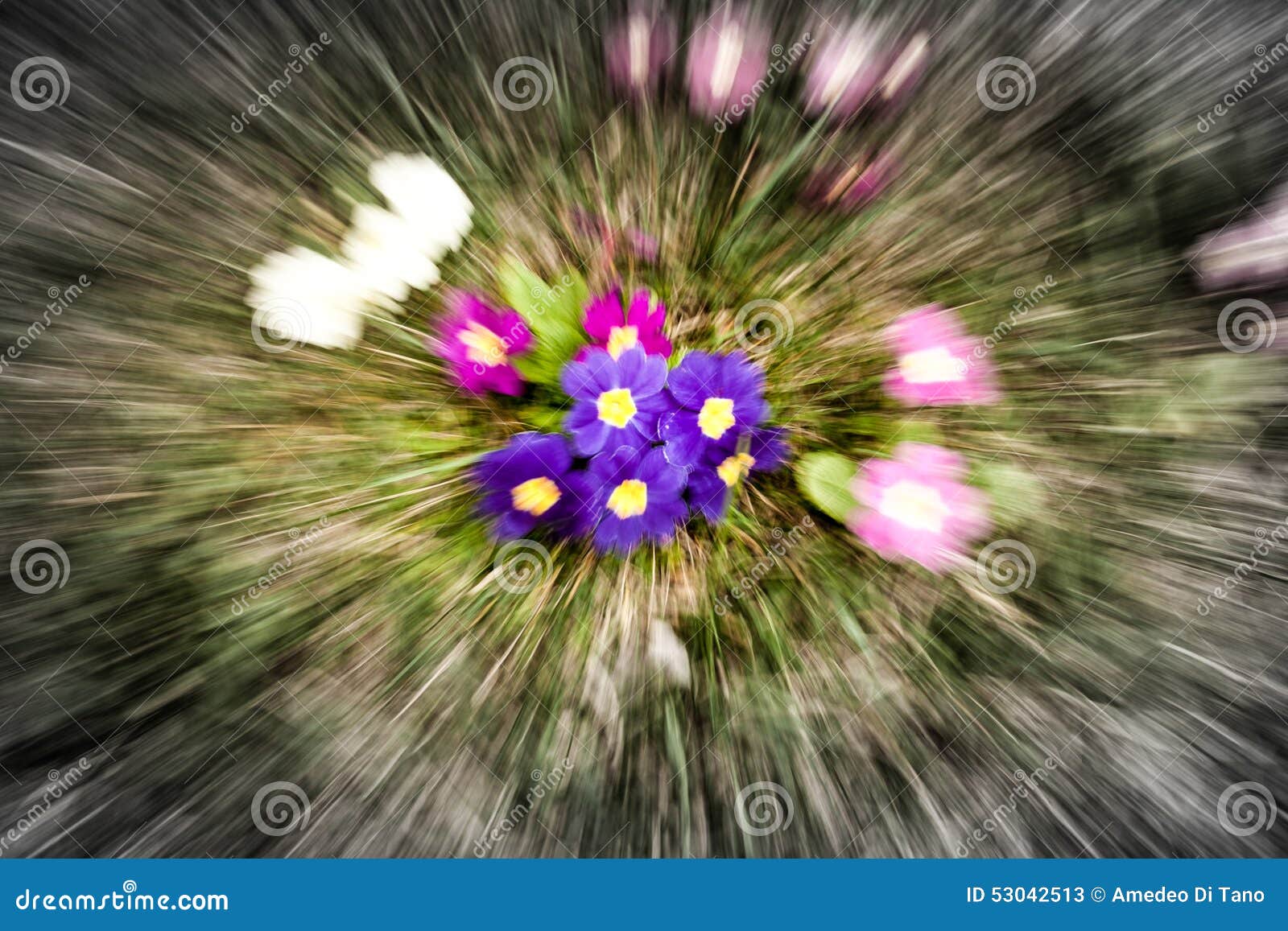 Zoom burst on flowers stock image. Image of beautiful - 53042513