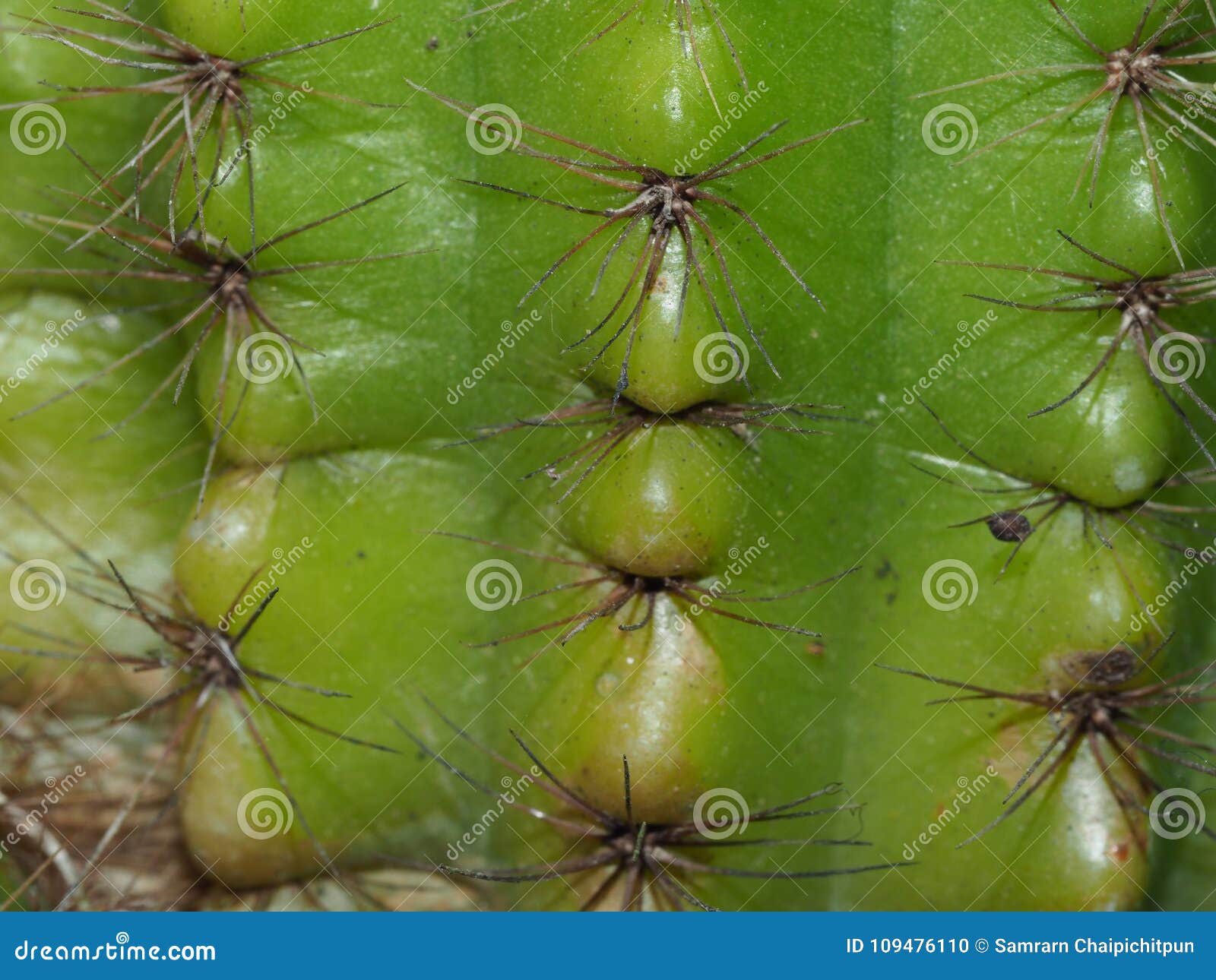Zoom of cactus thorn stock photo. Image of golden, white - 109476110