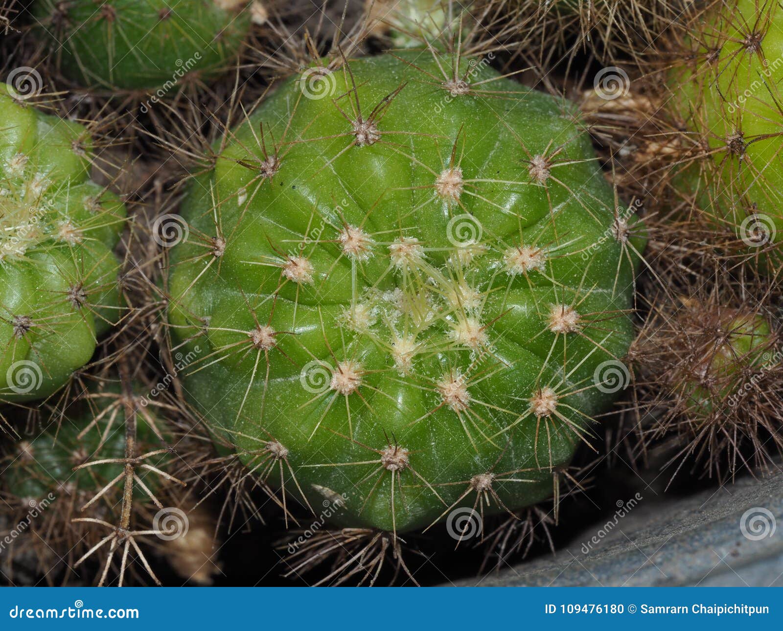 Zoom of cactus thorn stock photo. Image of zoom, hemorrhoids - 109476180
