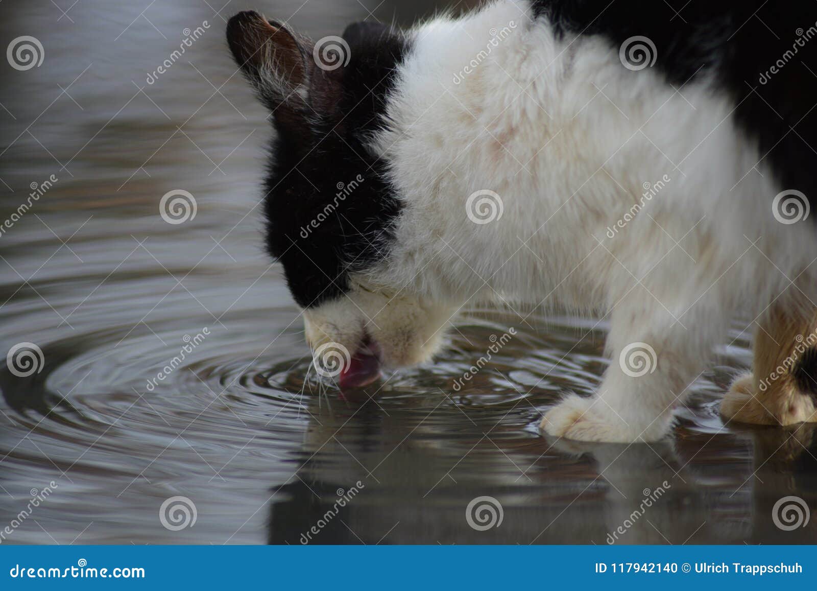 A Cat Drinking Water in a Puddle Stock Photo - Image of outdoor, puddle ...