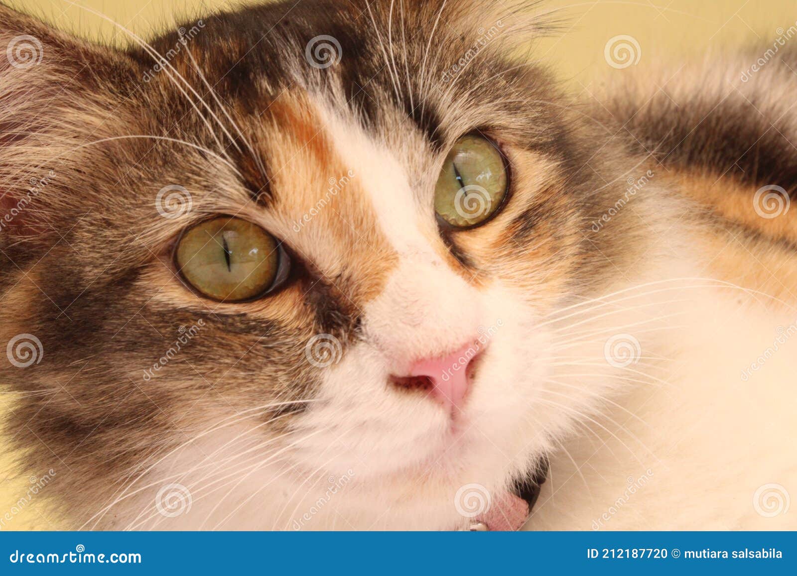 Zoom cat face stock photo. Image of kitten, mammal, animal - 212187720