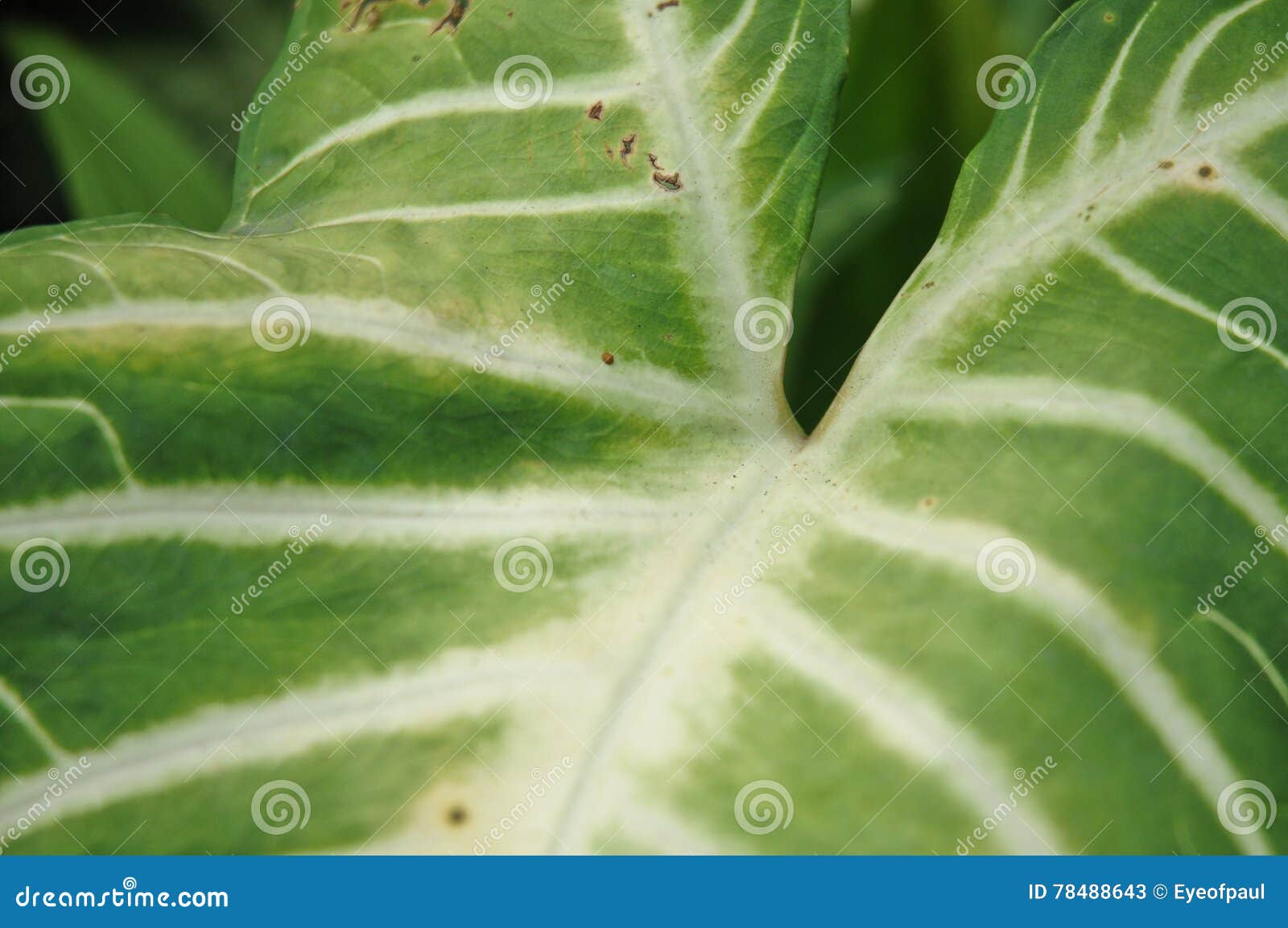 Vain Texture of Big Green Leaf Stock Image - Image of garden, ecology ...