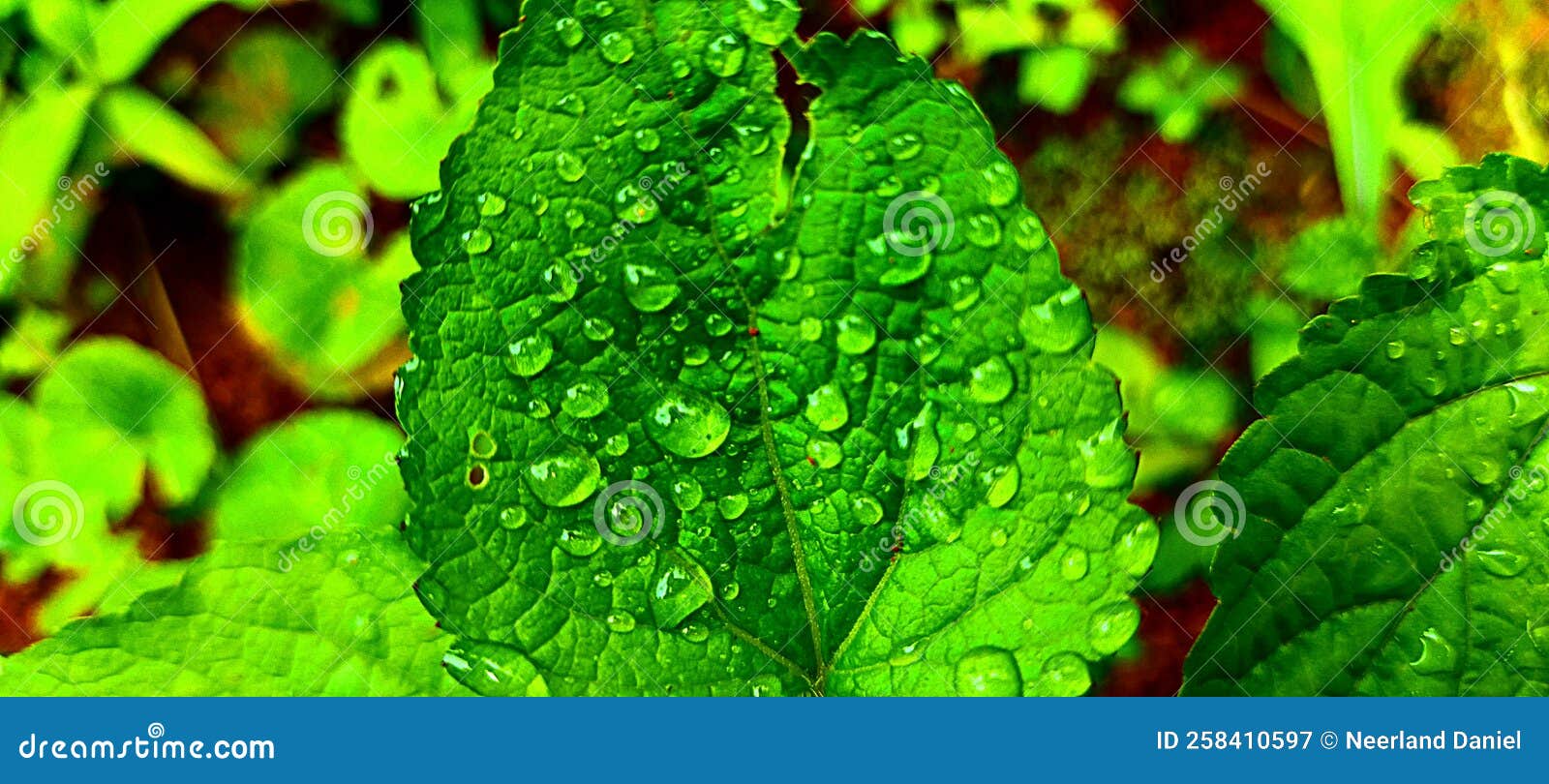 Zoom Closeup Angle Waterdrops Leaf Stock Image - Image of moisture ...