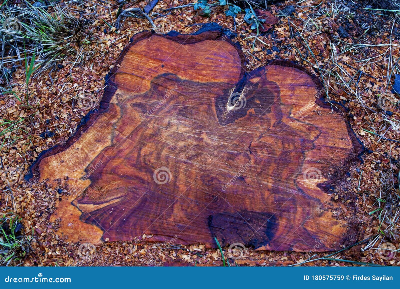Zoom on a cut tree trunk stock image. Image of color - 180575759