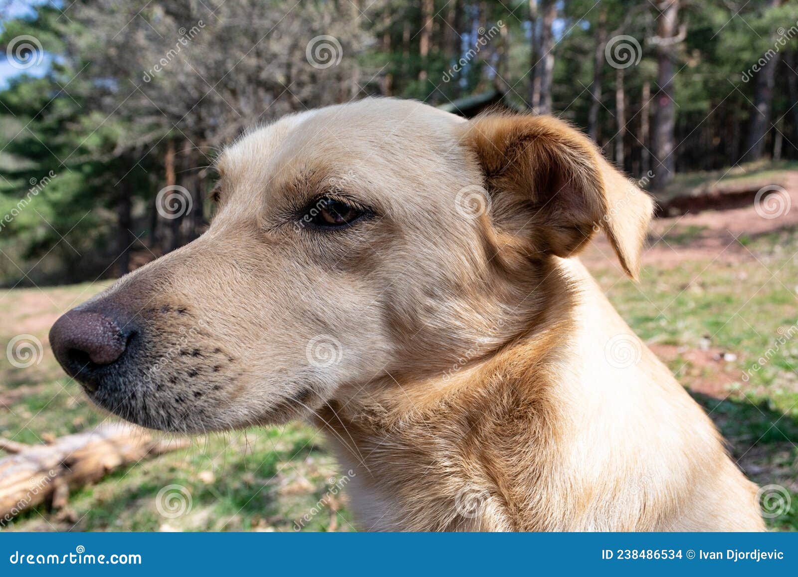 Zoom at cute dog stock photo. Image of puppy, nose, cute - 238486534